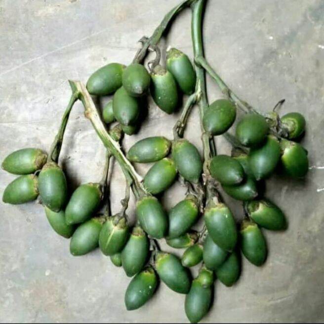 Buah Pinang Jambe Muda / Buah Jambe / Buah pinang muda | Lazada Indonesia