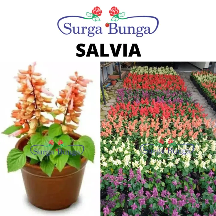Tanaman Hias Bunga Salvia Berbunga ( Sedia 4 Warna) - taman | Lazada ...