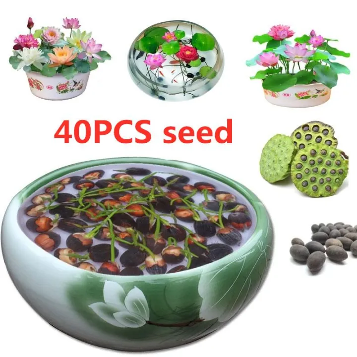 40pcsbag Lotus Water Lily Bonsai Seed Garden Hobbies Multiple Colour ...
