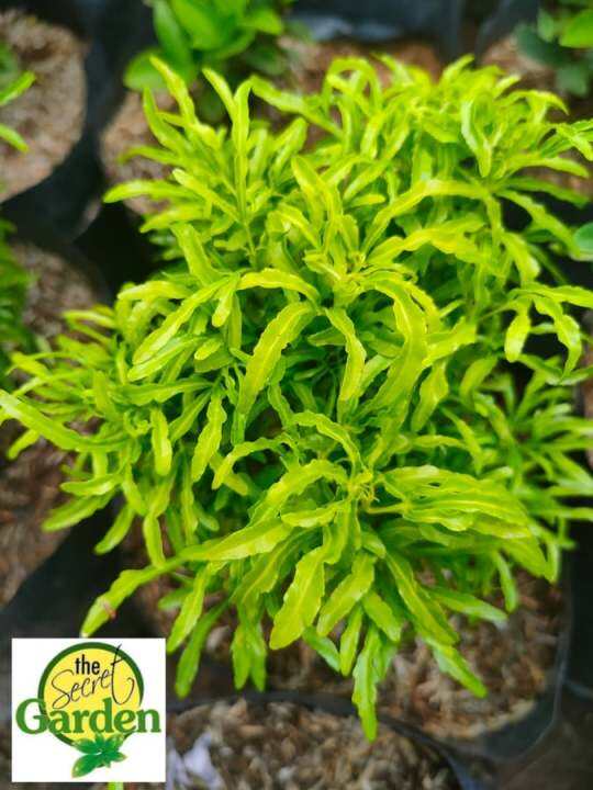 Golden Papua Semi-Indoor Plant with FREE plastic pot, pebbles and ...