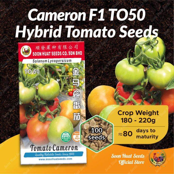 Soon Huat Benih Tomato TO50 Cameron Tomato Seeds (It's a seed, not a ...