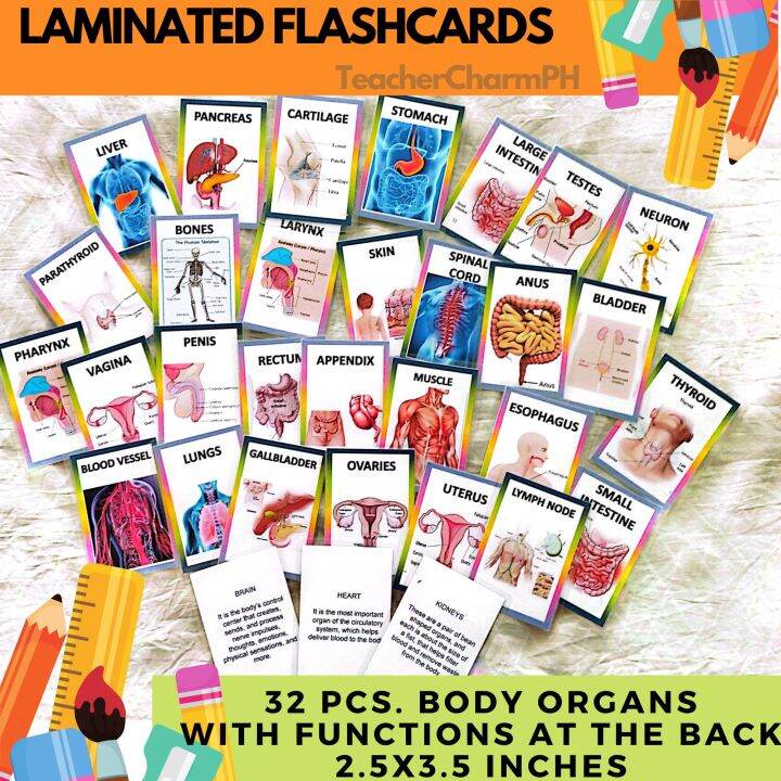 INTERNAL ORGANS Laminated Educational Flashcards 32pcs | Lazada PH