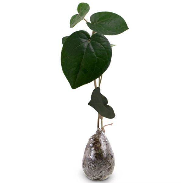 SIRIH HITAM | Lazada Indonesia