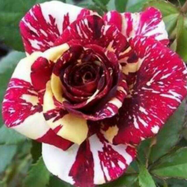 Bibit Benih Bunga Mawar Batik Meteor Rose (5 Butir) | Lazada Indonesia