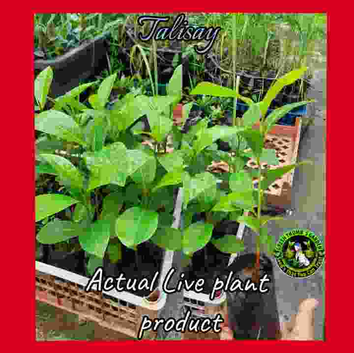 TALISAY LIVE PLANT (UMBRELLA TREE) | Lazada PH