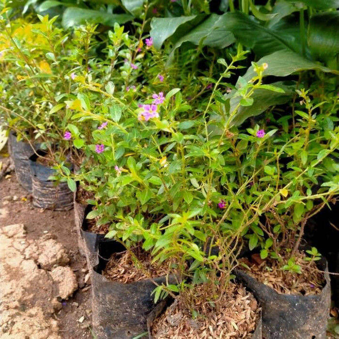 Tanaman Taiwan / pohon bunga Taiwan /Tanaman hias hidup | Lazada Indonesia