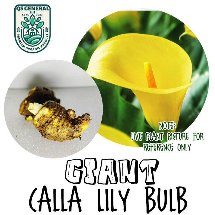 GIANT CALLA LILIES Zantedeschia Araceae Plantae BLOOMS, SO IT’S FITTING ...