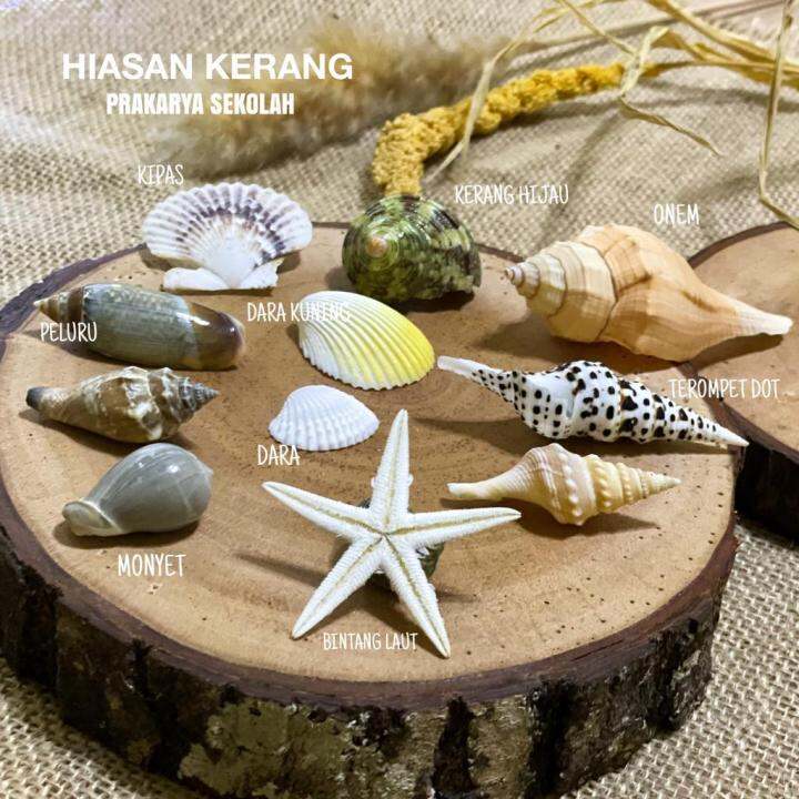 Cangkang Kerang Hiasan Prakarya Anak Sekolah Kerajinan Tangan ...