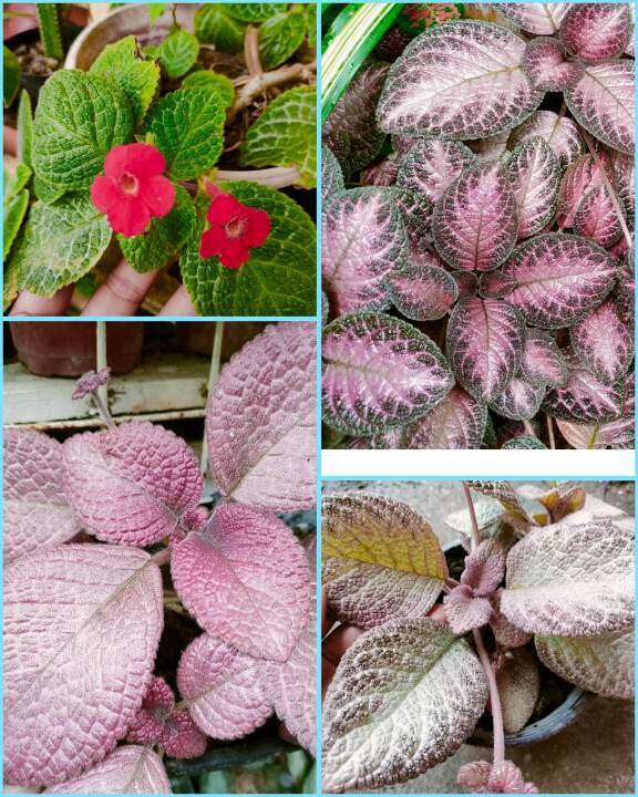 Episcia Different Varieties - Live or Real Plants - Ready to Plant ...
