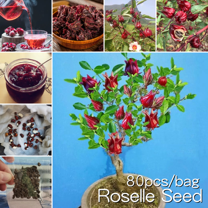 100% Original 80 เมล็ดกินได้ Roselle Seeds การปลูกเมล็ดพันธุ์พืชกระเจี๊ยบแดง เมล็ดบอนไซ เมล็ดต้น ...