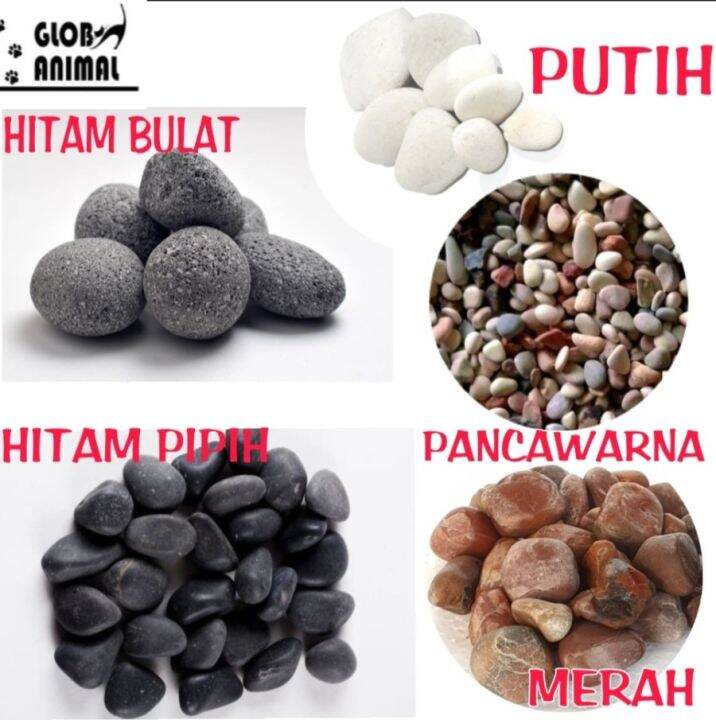 BATU KORAL ECERAN 500GRAM batu kupang batu hias taman batu aquarium ...