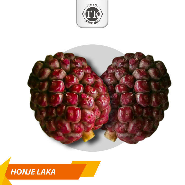 Buah Honje merah 500 gram / Honje Laka Kecombrang Segar Herbal obat ...
