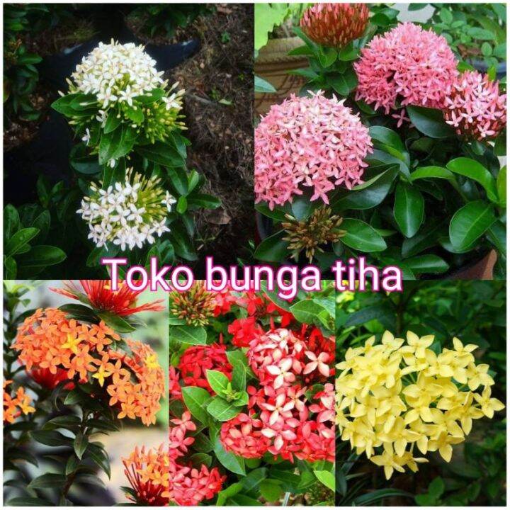 PROMO!!!TANAMAN HIAS ASOKA JAMBON VARIAN WARNA//BUNGA SOKA INDIA TANAMAN HIDUP BUNGA ASOKA ...