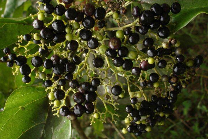 alagao seeds 50 pcs. | Lazada PH