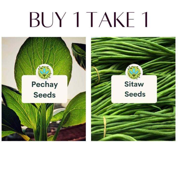 Buy 1 Take 1 Pechay 100 Seeds & Sitaw 20 Seeds Binhi Pangtanim | Lazada PH