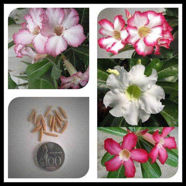 Bibit Bunga Adenium -Benih Bunga Adenium Mix - biji Bunga Adenium Mix ...