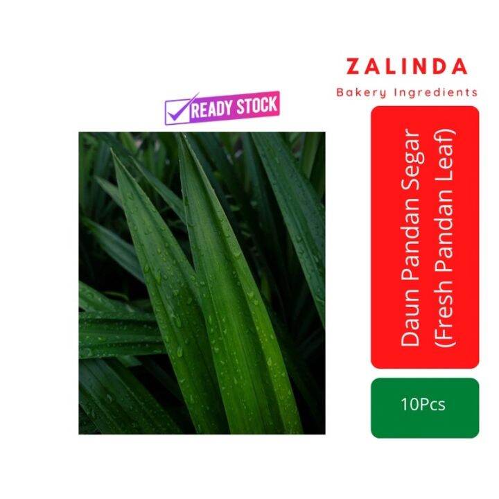 Daun Pandan Segar (fresh pandan leaf) 10pcs | Lazada
