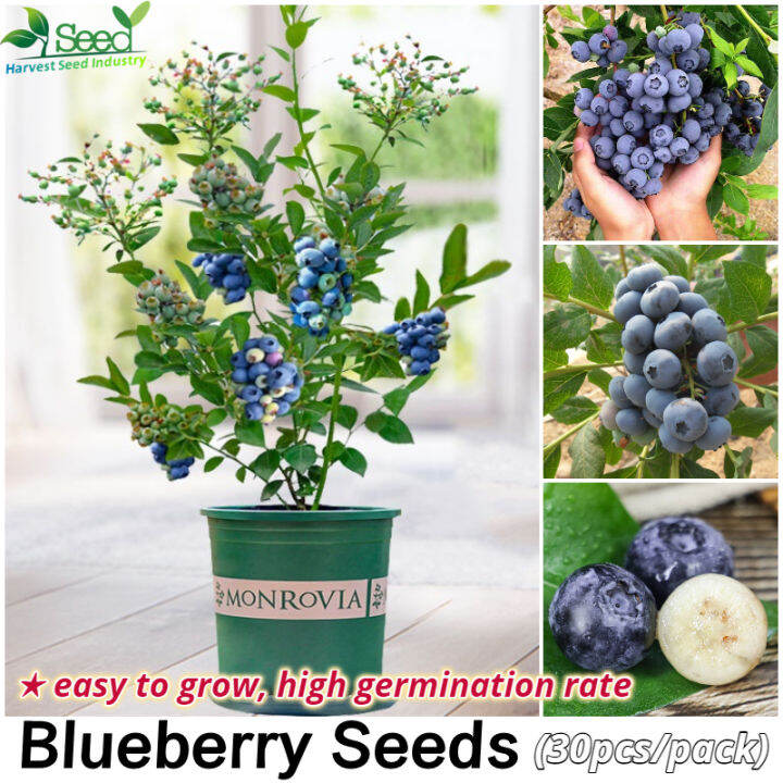 [100% Fresh Seeds] Blueberry Seeds Fruit Seeds for Planting (30 Seeds ...