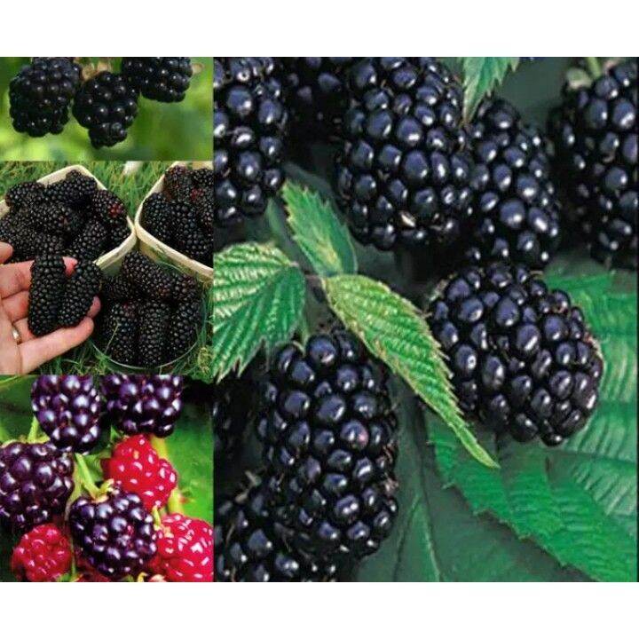 BLACK RASPBERRY FRUIT SEEDS | Lazada PH