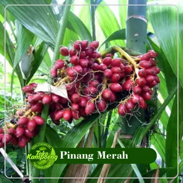 Pohon Pinang Merah