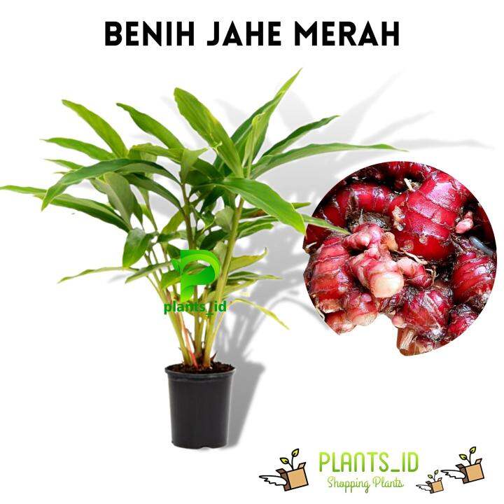 Benih Tanaman Herbal Jahe Merah Siap Tanam | Lazada Indonesia