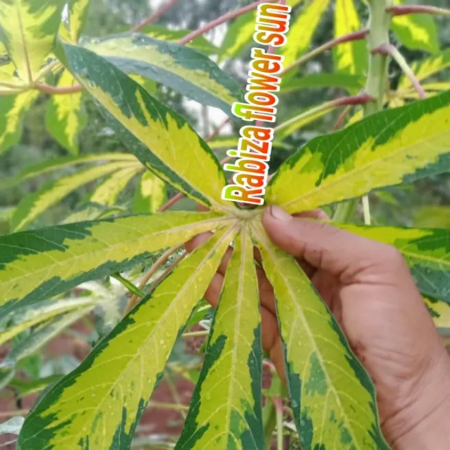 tanaman hias hidup batang singkong parigata harga per 4 batang | Lazada ...