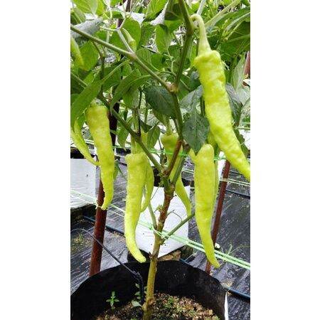 Cili Hijau / Lada Solok 50Seed.Benih | Lazada