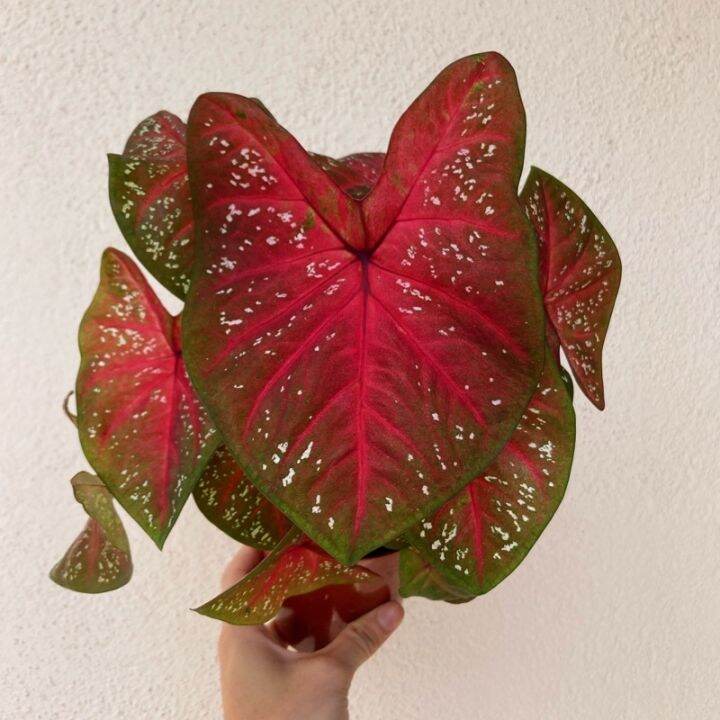 KELADI KAYANGAN / CALADIUM RATCHABURY | DARTH MAUL FAMILY | THAI ...
