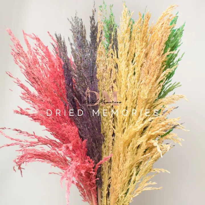 HOT Dried Foliage Pampas Real Flower Local Pampas Home Decor Dried ...