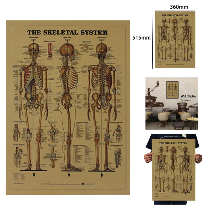 New Vintage Kraft Paper The Skeletal System Poster Painting Home Bar ...