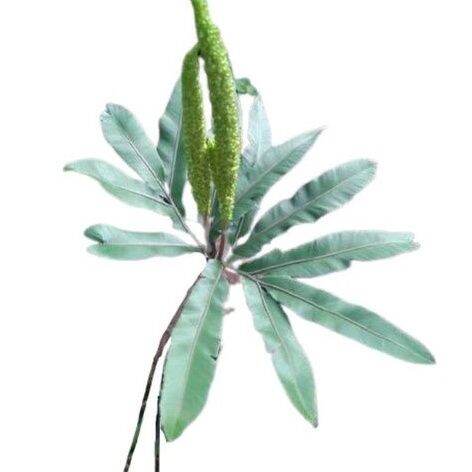 Ready Tanaman tunjuk langit | Lazada Indonesia