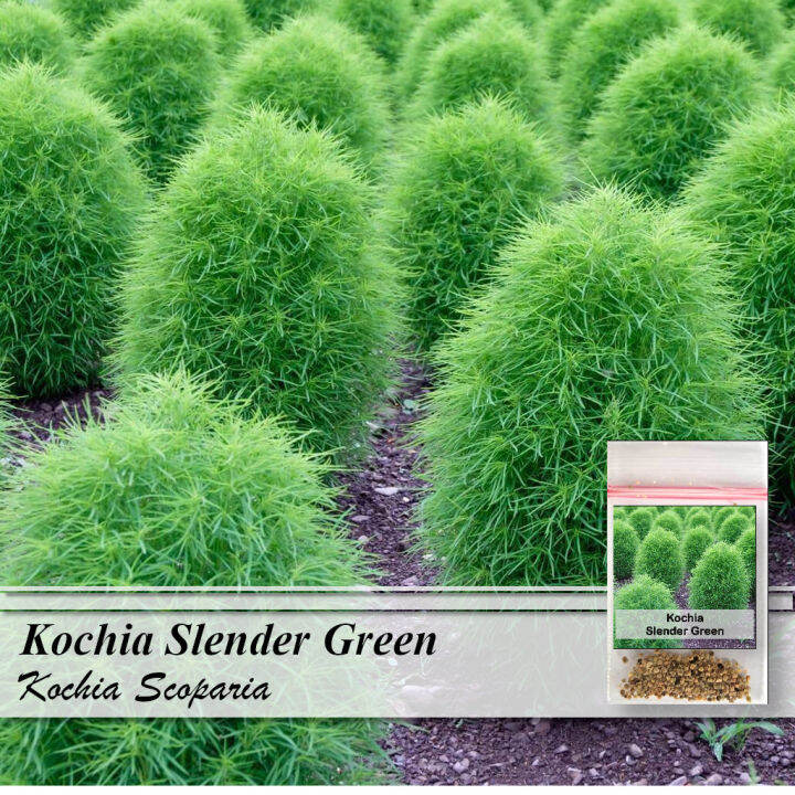 Kochia Flower 50 Seeds (Kochia Scoparia) Slender Green | Lazada PH