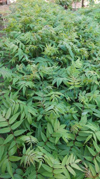 Bibit Kayu Suren Tanaman Pelindung Kayu Bibit Tanaman Pohon Hidup Siap ...