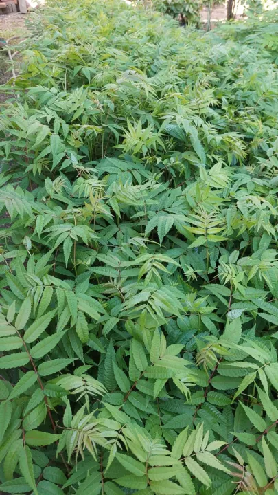 Bibit Kayu Suren Tanaman Pelindung Kayu Bibit Tanaman Pohon Hidup Siap ...