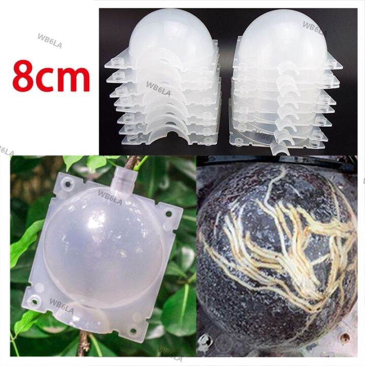 5pcs 8cm Fruit Plant Tree Rooting Ball Root Box Plastic Case ...