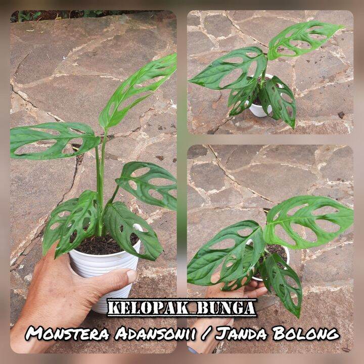 Monstera Adansonii / Tanaman Hias Hidup Pohon Janda Bolong | Lazada ...