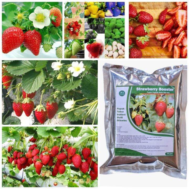 Pupuk Booster Strawberry Pupuk Pelebat Buah Stroberi Pupuk Organik Strawberry Berbuah cepat dan ...