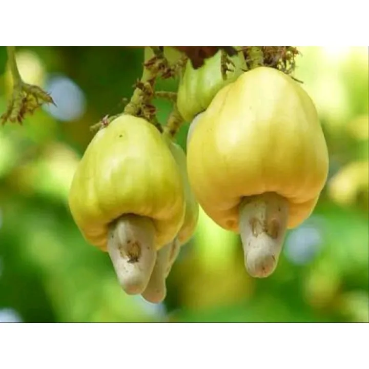 1 Benih BIJI Jambu mente Kuning | Lazada Indonesia