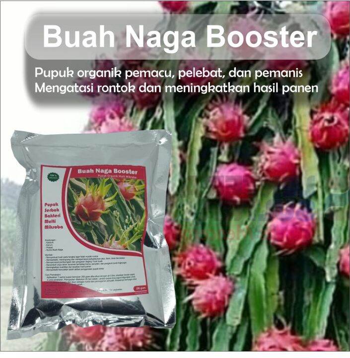 Pupuk Booster Buah Naga Organik Agar Cepat Berbuah Lebat Vitamin Perangsang Pembuahan Saat ...