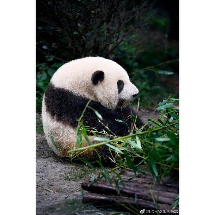 LOHAS Lohas Health Fashion Magazine May-June 2023 Panda and Flower ...