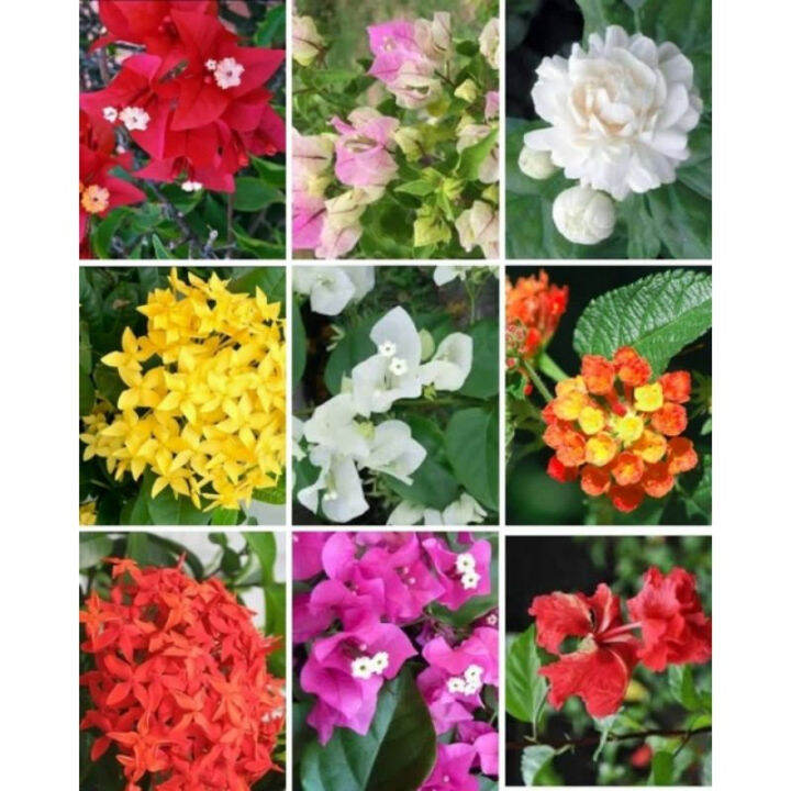 1 KERATAN BATANG POKOK BUNGA KERTAS/BUNGA JENJARUM RUBIA/BUNGA RAYA ...