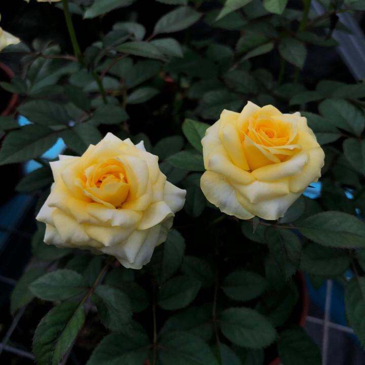MDC- Yellow Mini Rose Plant / Pokok Bunga Mini Ros Kuning | Lazada