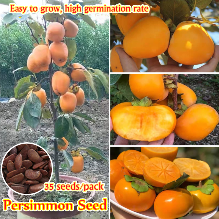 [Hot Sale] Ready Stock Hybrid Sweet Persimmon Seeds for Planting ...