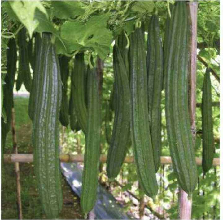 Benih / Bibit Onyong / Gambas | Lazada Indonesia