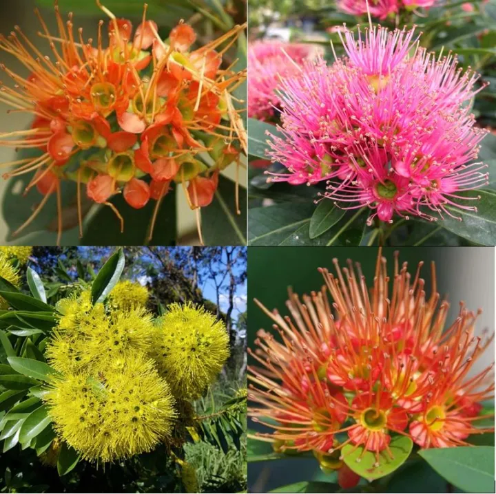 Pokok Penda - Golden Penda Pokok Jambu Kuning Penda Merah Orange Penda ...