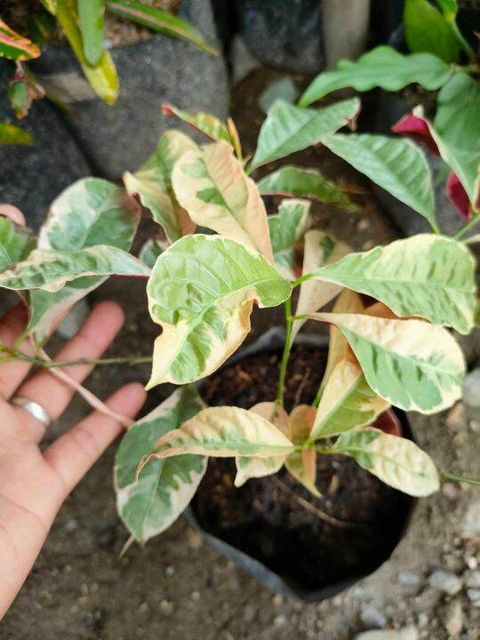 Picara Plant for Landscape Rooted - Indoor Outdoor Plant- Real or Live ...