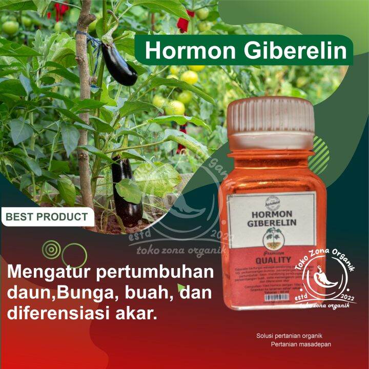 Hormon Giberelin Pertumbuhan Pembelahan Sel Akar Batang Pecah Daun ...