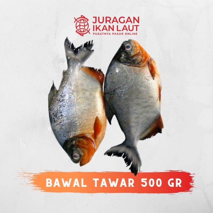 Ikan Bawal Tawar Segar Fresh Berkualitas - 500 Gram | Lazada Indonesia