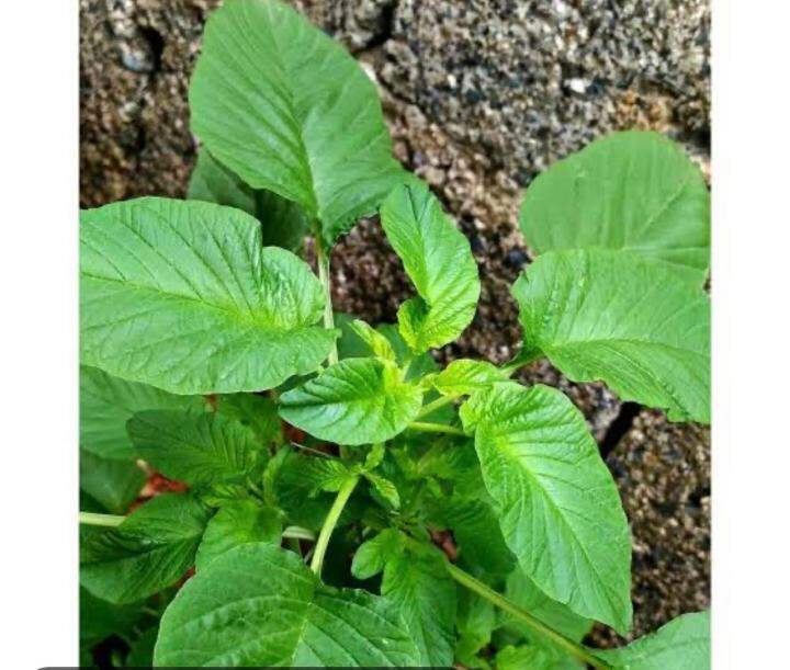 Microexpress Kulitis plant Herbs Seeds Outdoor Gardening | Lazada PH