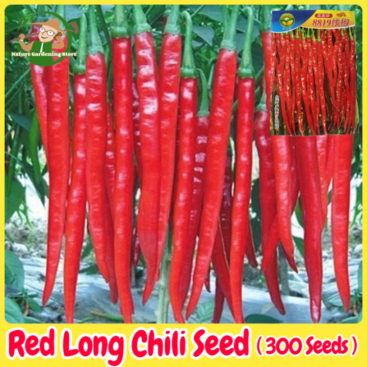 Fresh Organic Red Long Chili Seeds for Planting (300 Seeds) - High ...